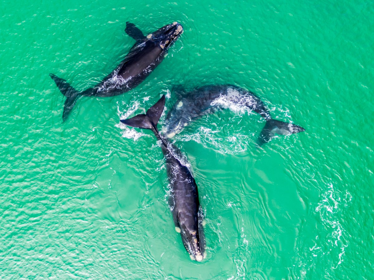 30 years of photos reveal whale secrets | SouWEST